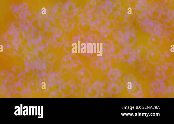 light green vector template with circles Stock Video Footage - Alamy