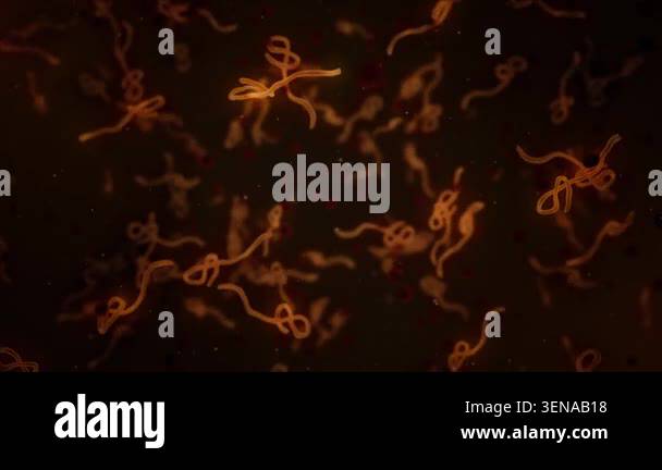 Microscopic view of infectious Ebola Virus cells or virions and red ...