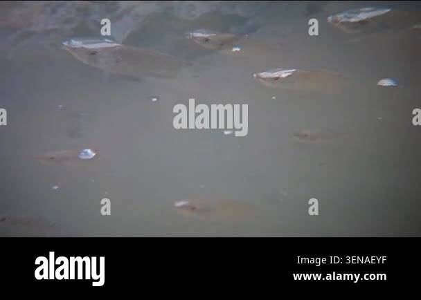 A group of tilapia fish that appear on the surface of the river water ...