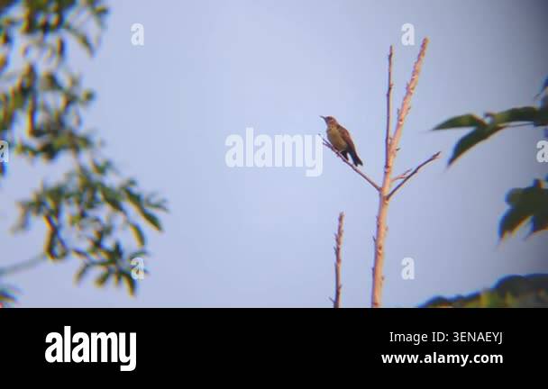 bird on a tree branch with a blue sky in summer Stock Video Footage - Alamy