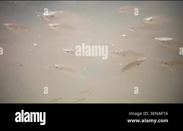 A group of tilapia fish that appear on the surface of the river water ...