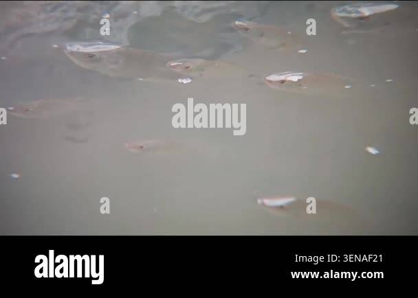 A group of tilapia fish that appear on the surface of the river water ...