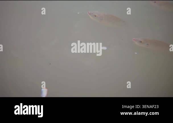 A group of tilapia fish that appear on the surface of the river water ...