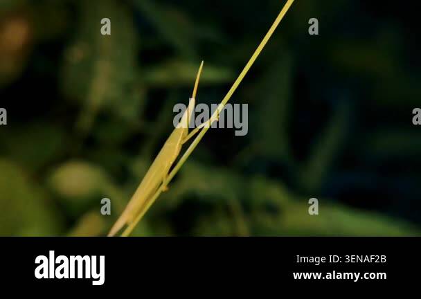 close up of the oriental long-headed grasshopper (Acrida cinerea ...