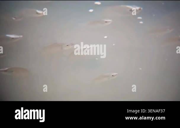 A group of tilapia fish that appear on the surface of the river water ...