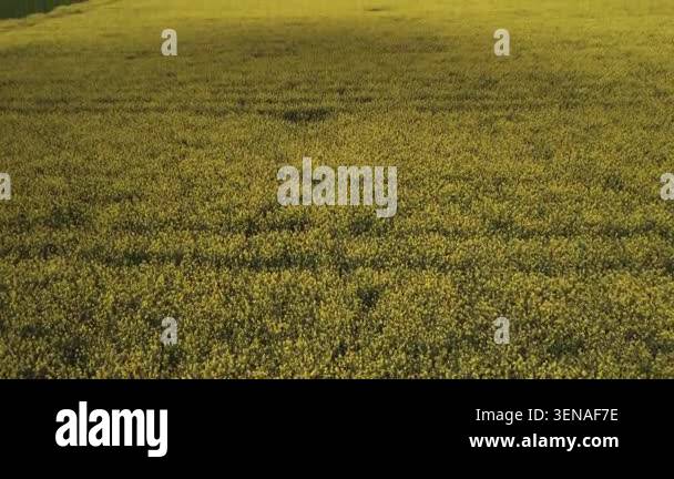 Smooth reveal showing geometric patterns of farmland and bright ...