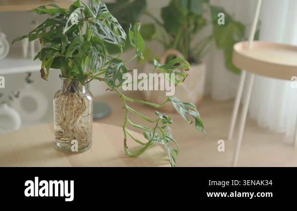 Learn how to care for indoor plants using simple methods to keep them ...
