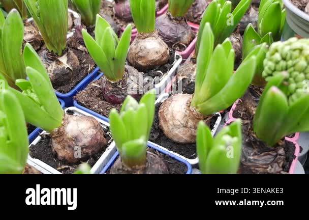 This shows the process of planting hyacinth bulbs in pots in spring ...