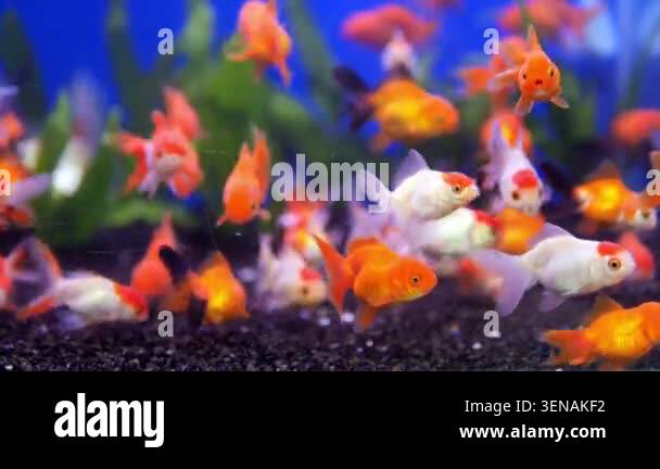Goldfish swim in clear water of an aquarium filled with plants and ...