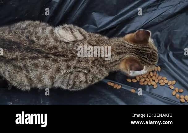 A cat feeds on kibble placed on a black surface outside Stock Video ...