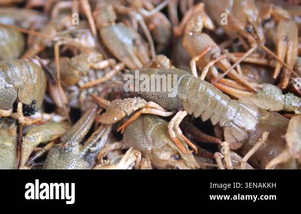 People gather and sort crawfish on a hot summer day in the bayou Stock ...