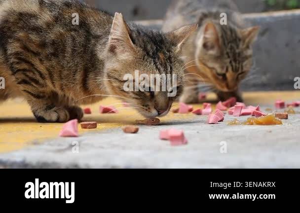 Two cats enjoy eating food scraps on the street pavement Stock Video ...
