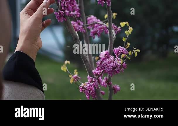 A hand reaches out to touch blooming pink flowers on a tree Stock Video ...