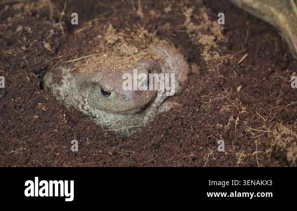 A frog is buried in mud with only its head visible under the sun Stock ...