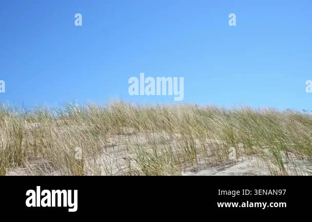 Sparse green dune grass waves softly across sunlit sand dunes beneath ...
