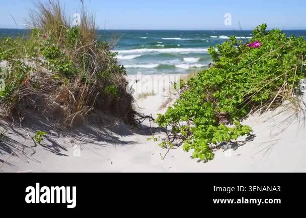 Natural sandy path bordered by wild grasses and leafy bushes with pink ...