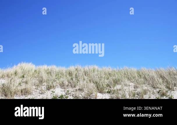 Wild grass grows densely on sandy coastal dunes illuminated by strong ...