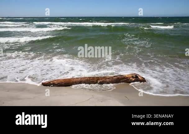 Weathered driftwood lies on smooth sand while greenish waves ...