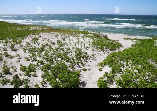 Lush green vegetation covers sandy dunes near vibrant blue ocean with ...