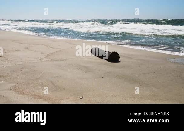 Squall sea waves advance then retreat along expansive sandy beach ...