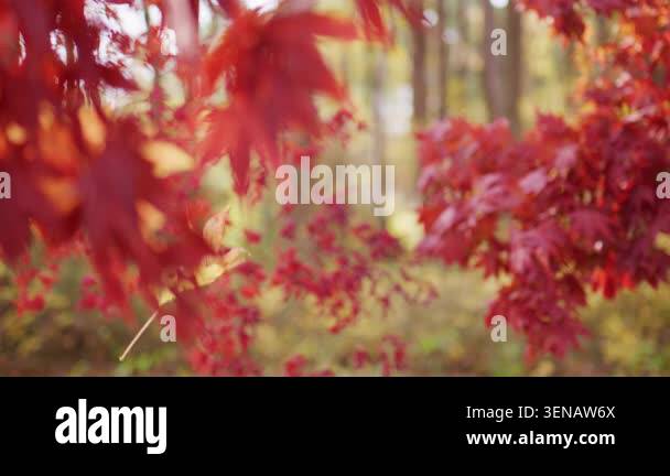 Autumn fall by nature. Fall nature colors. Golden fall movement. Autumn ...
