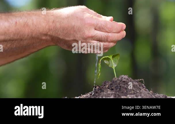 Gardener hand watering plant close up. Hand watering plant with water ...
