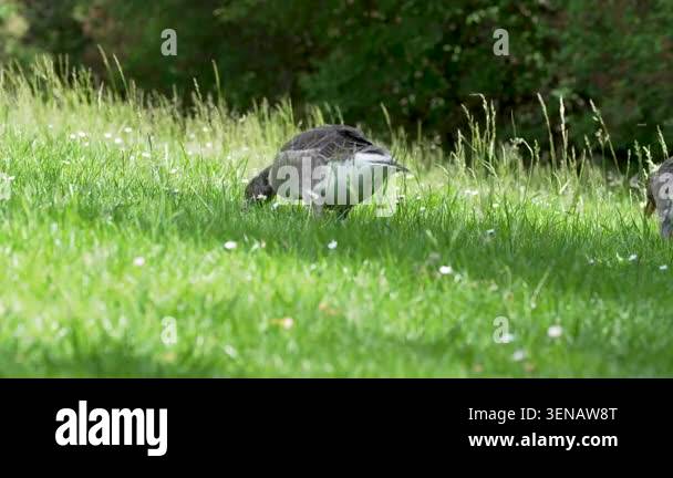 Greylag geese graze low among fresh grass and white daisies in a sunny ...