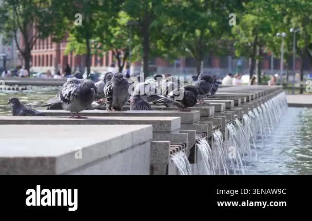 A flock of rock doves, Columba livia, lines a cascading stone fountain ...