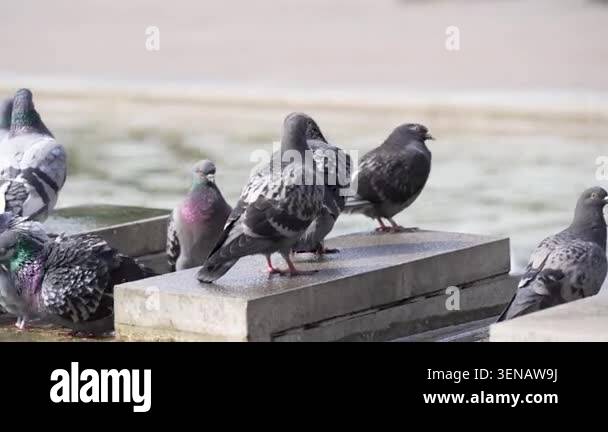 Rock doves, also called Columba livia, rest on a stone fountain ledge ...