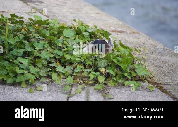 A male mallard duck rests partly hidden in common ivy beside a stone ...