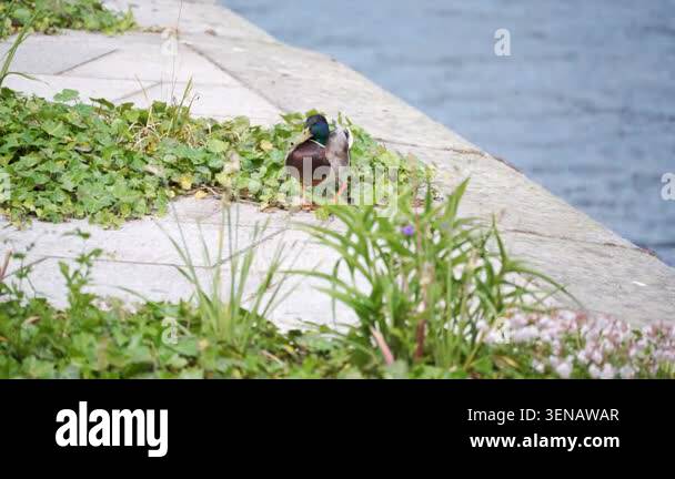 A male mallard duck stands on a stone edge beside common ivy and canal ...