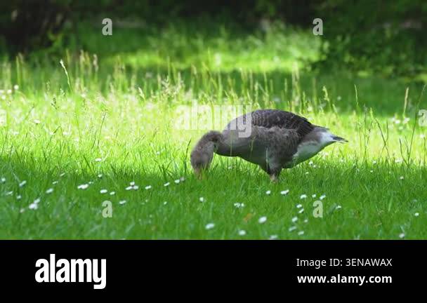 A greylag goose feeds with its head down in bright park grass. Sunlit ...