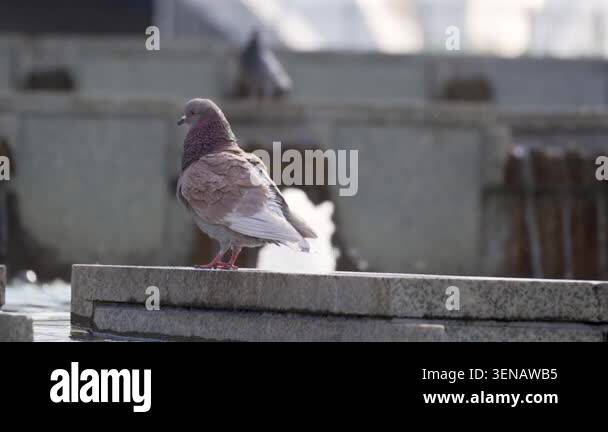 A rock pigeon stands on a stone ledge against a softly blurred urban ...