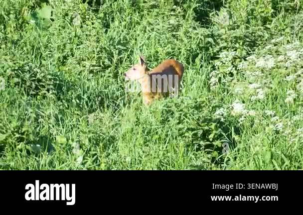 A roe deer stands in dense green grass beside white cow parsley ...