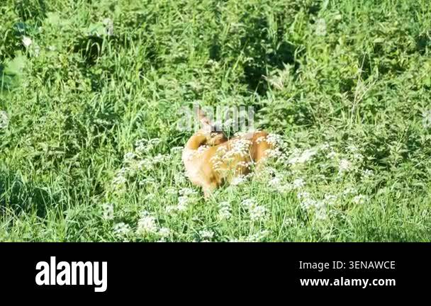 A roe deer rests partly hidden among tall grass and white cow parsley ...