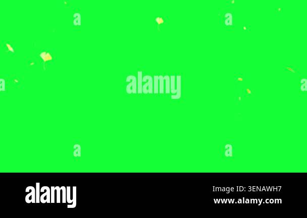 Autumn-themed footage. A looping animation of ginkgo leaves falling ...