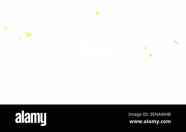 Autumn-themed. A looping animation of ginkgo leaves floating against a ...