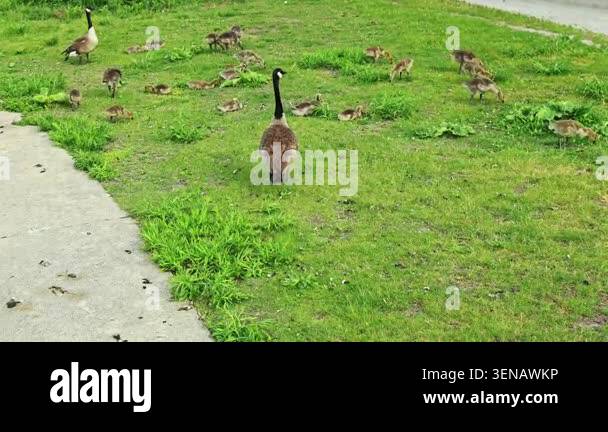Geese and many goslings are seen walking on green grass close to a ...