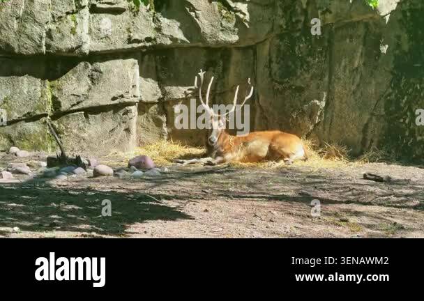 A deer lies on straw in a rocky area, taking a break during a sunny day ...