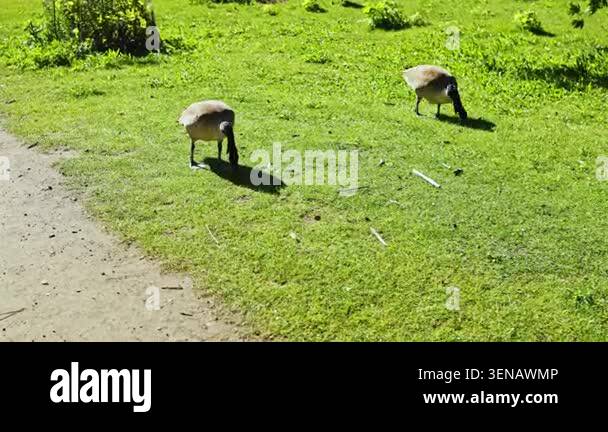 Two ducks are seen walking on a green lawn in a park. They are pecking ...