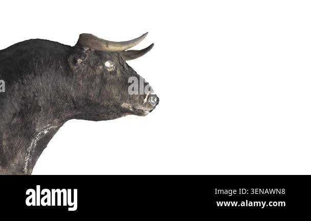 Bull stop motion looped animation over white background showing an ...