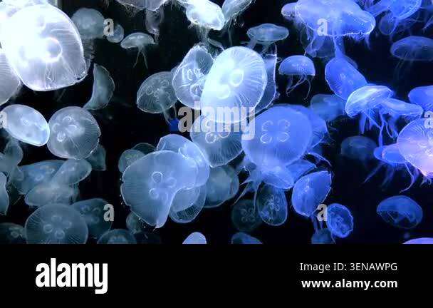 Close-up of a colorful jellyfish with translucent tentacles drifting ...