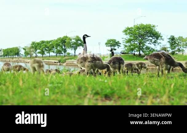 Geese gather on green grass near water while searching for food. Trees ...