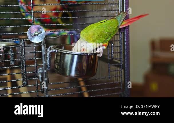 A green parrot is bending into a metal bowl inside a cage. The parrot ...