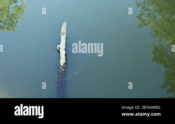A log is seen drifting on the water in a river while green tree ...