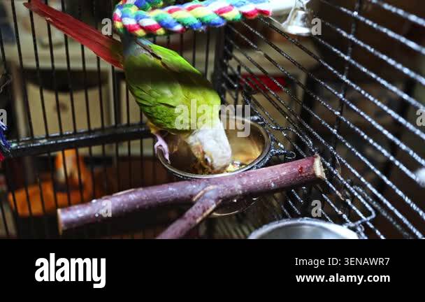 A green parrot is focused on eating from a small bowl in its cage. The ...