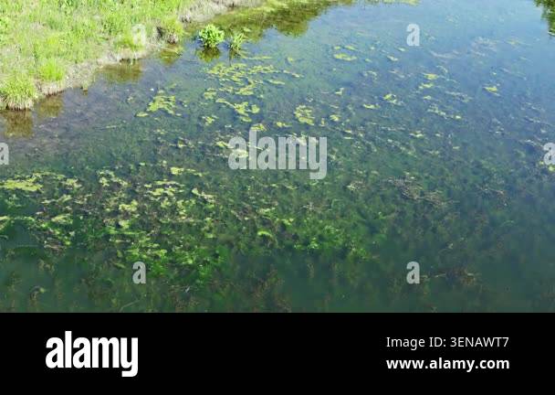Bright sunlight reflects on clear water in a pond filled with green ...