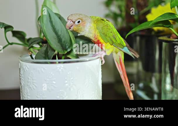 A parrot is curiously inspecting the leaves of a plant in a pot. The ...