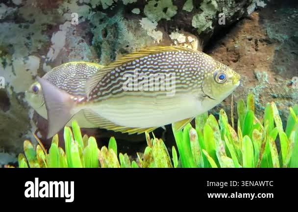 Close-up of a streaked spinefoot displaying distinctive striped ...
