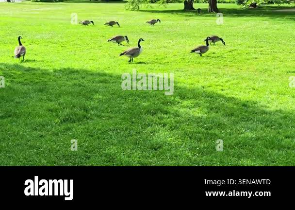 Several geese walk around a grassy park looking for food in the green ...